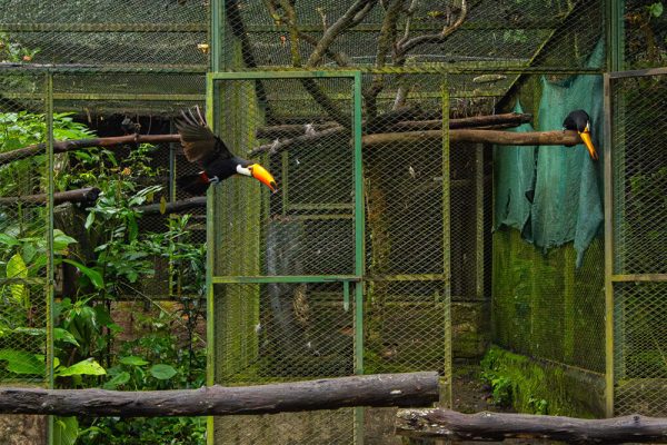 Córdoba: Trasladaron tres tucanes del Parque de la Biodiversidad a una ...