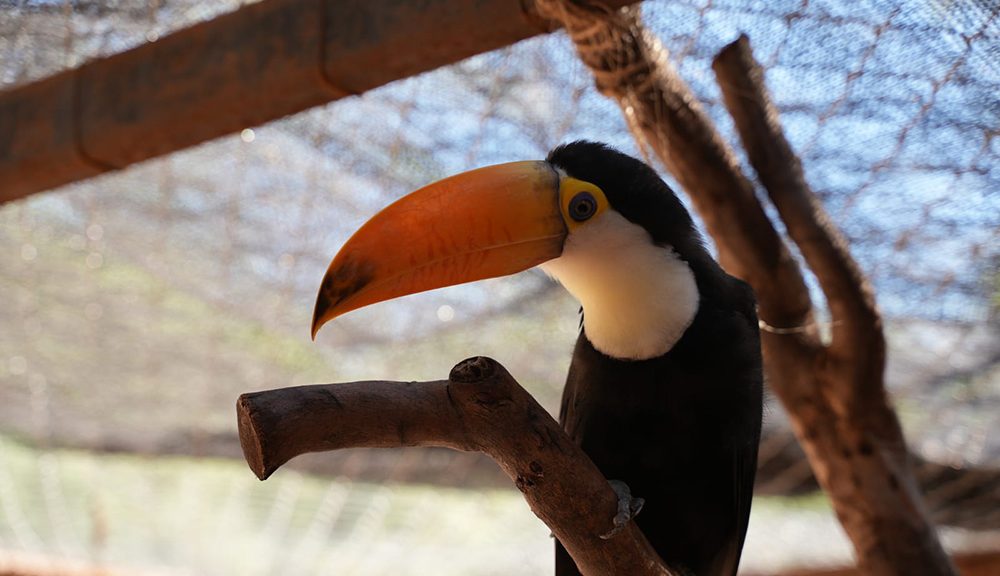 Córdoba: Trasladaron tres tucanes del Parque de la Biodiversidad a una ...