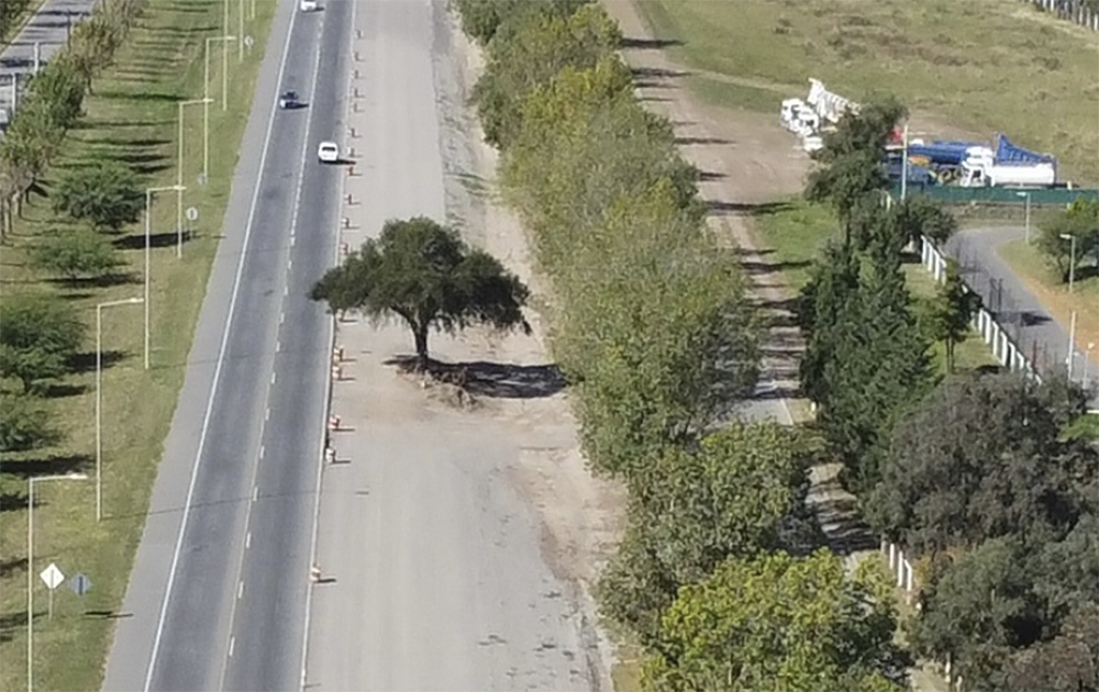 Villa Allende: Polémica sobre el Quebracho blanco, ¿es factible su sobrevida a un trasplante ...